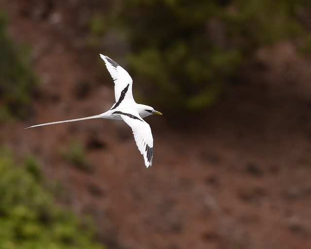 White-tailed Tropicbird – Kauaʻi Endangered Seabird Recovery Project