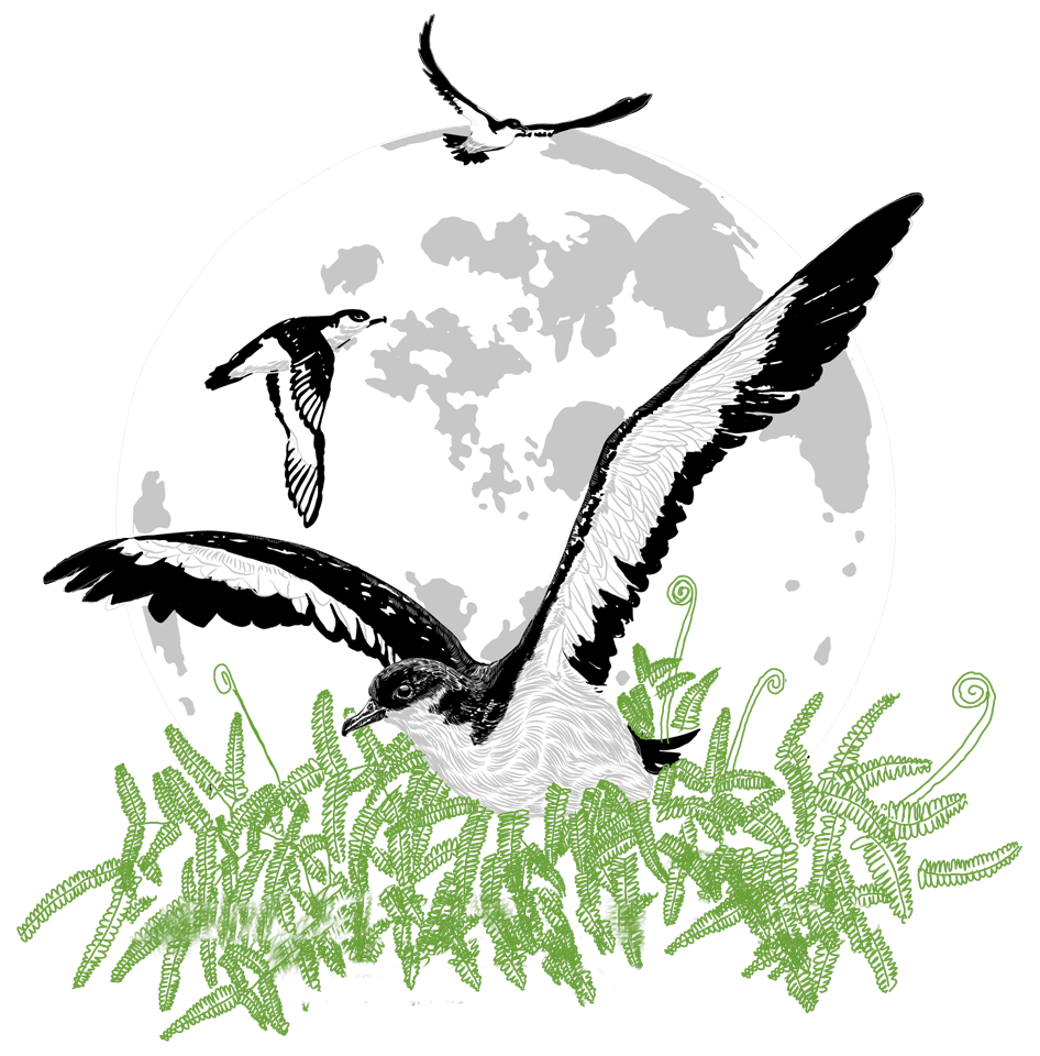Kauaʻi Endangered Seabird Recovery Project