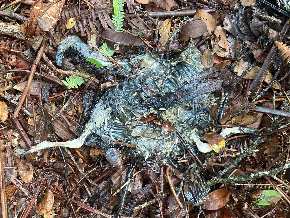 ANOTHER MASSACRE BY A SINGLE CAT RESULTS IN THE DEATH OF NINE ...