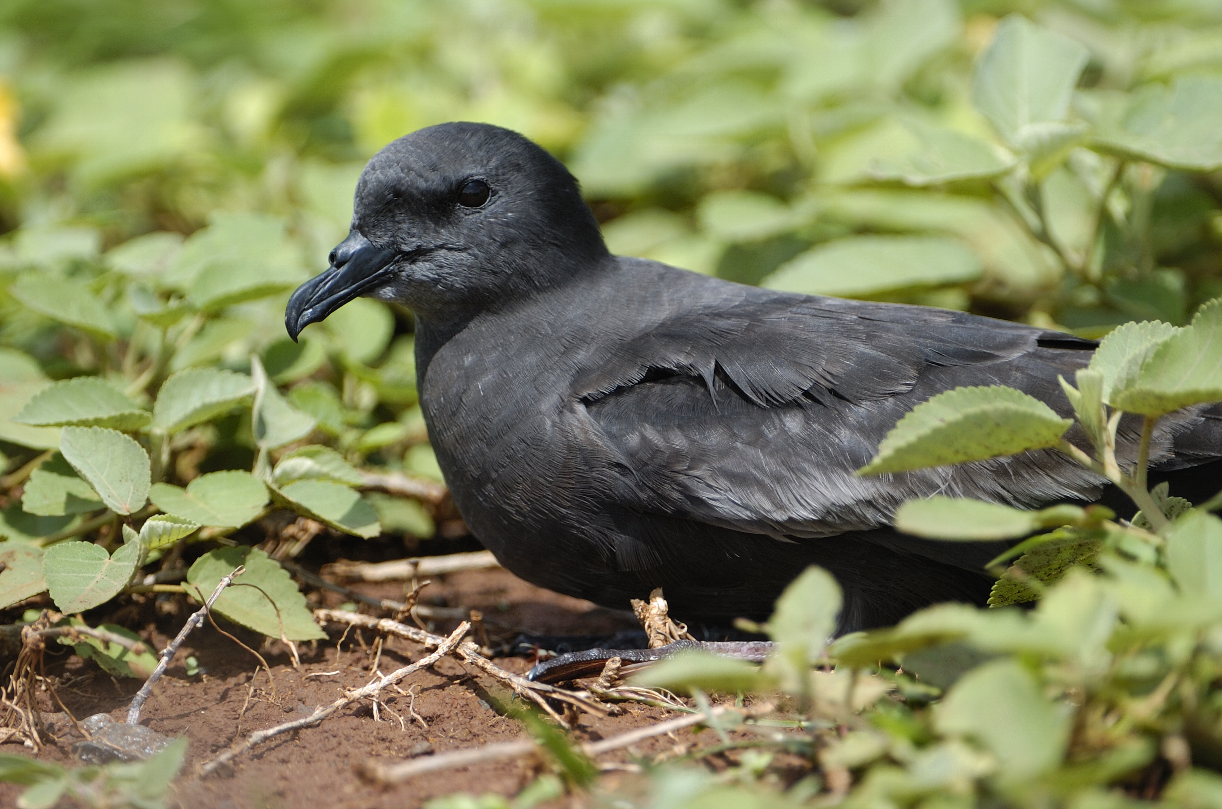 Bulwer’s Petrel – Kauaʻi Endangered Seabird Recovery Project